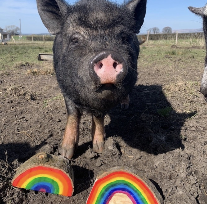 Emily's Mini Farm – Poultry farm based in East Lancashire, UK