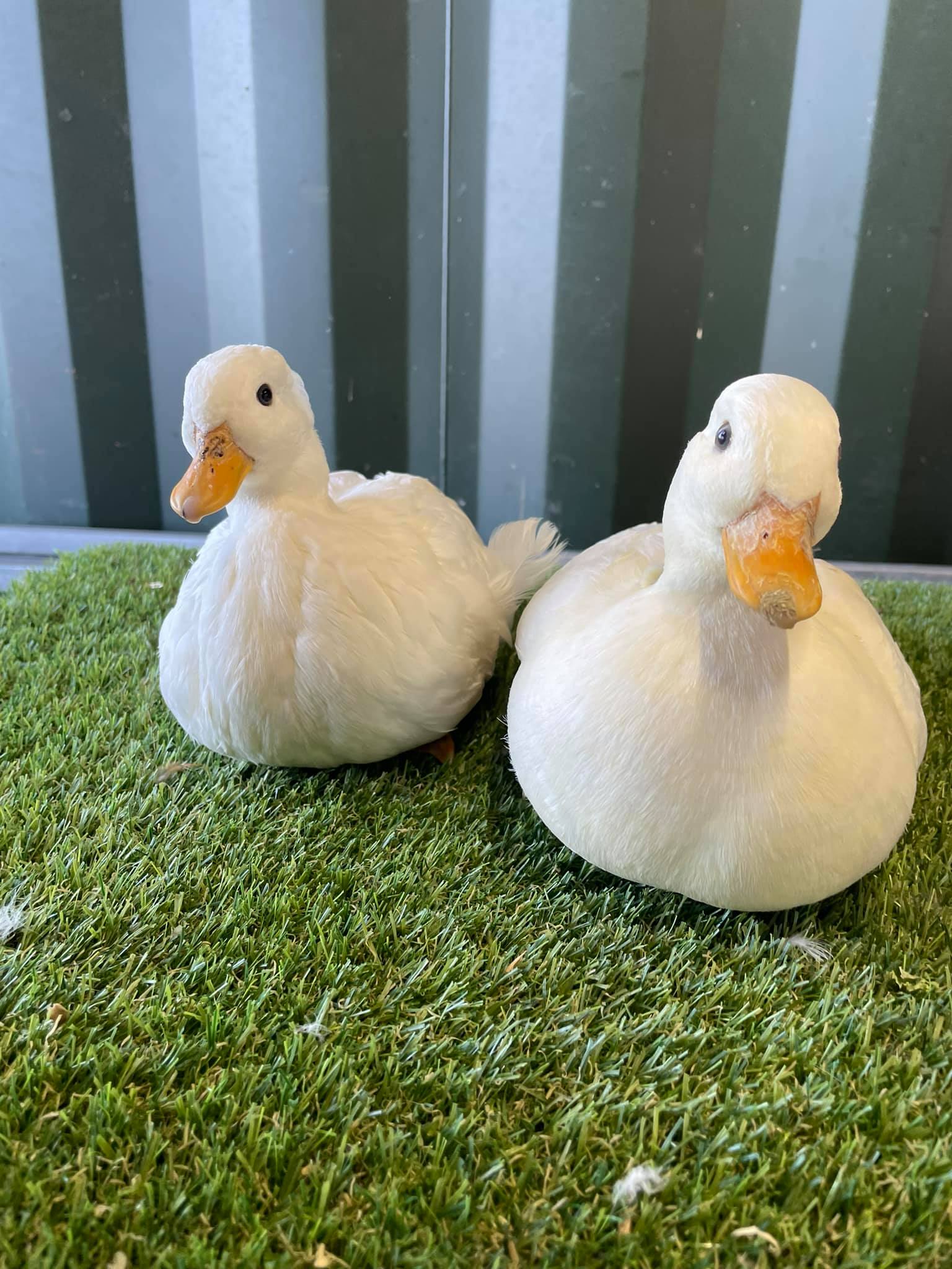 Photos from Emily's Mini Farm