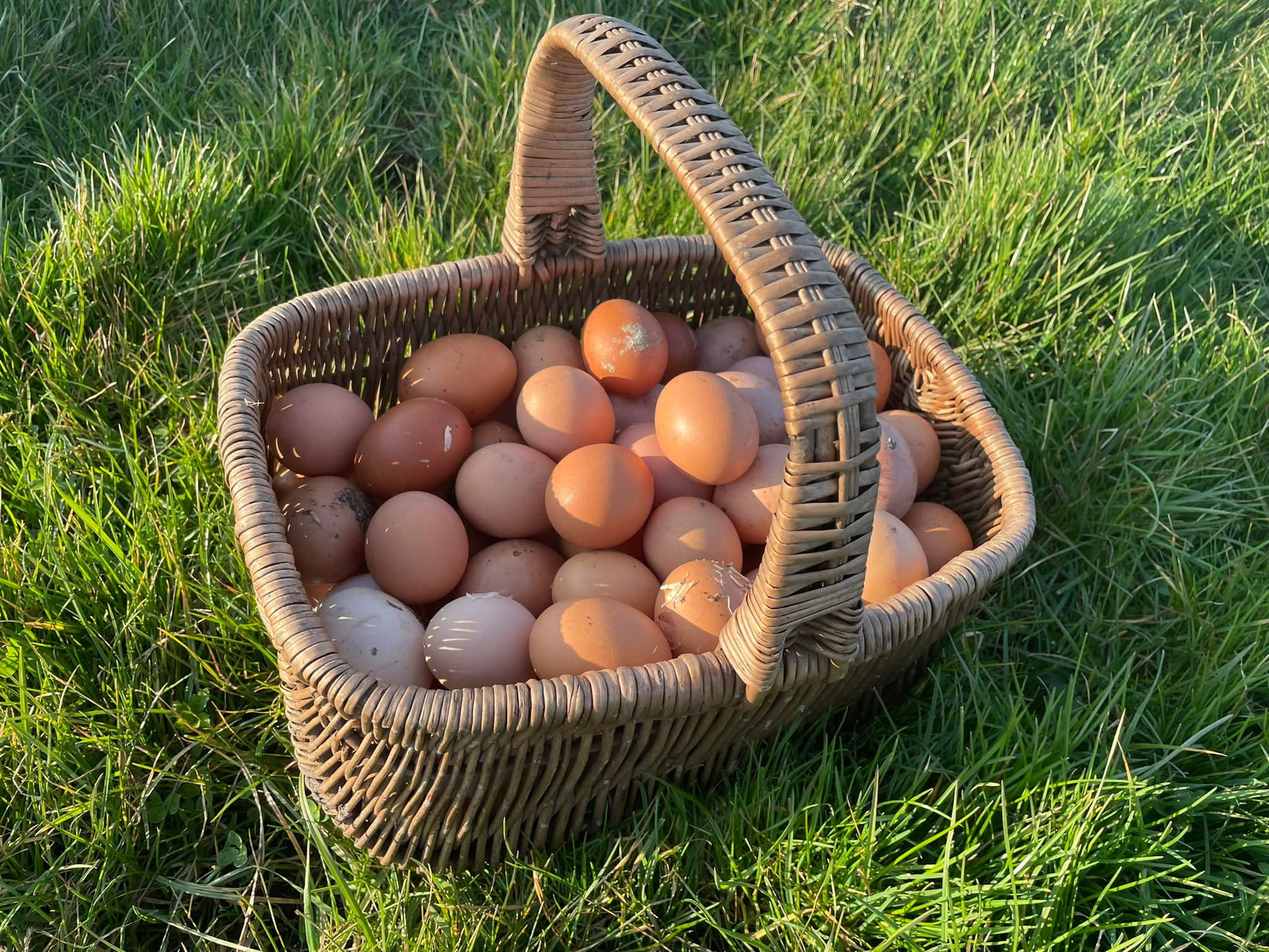 Photos from Emily's Mini Farm