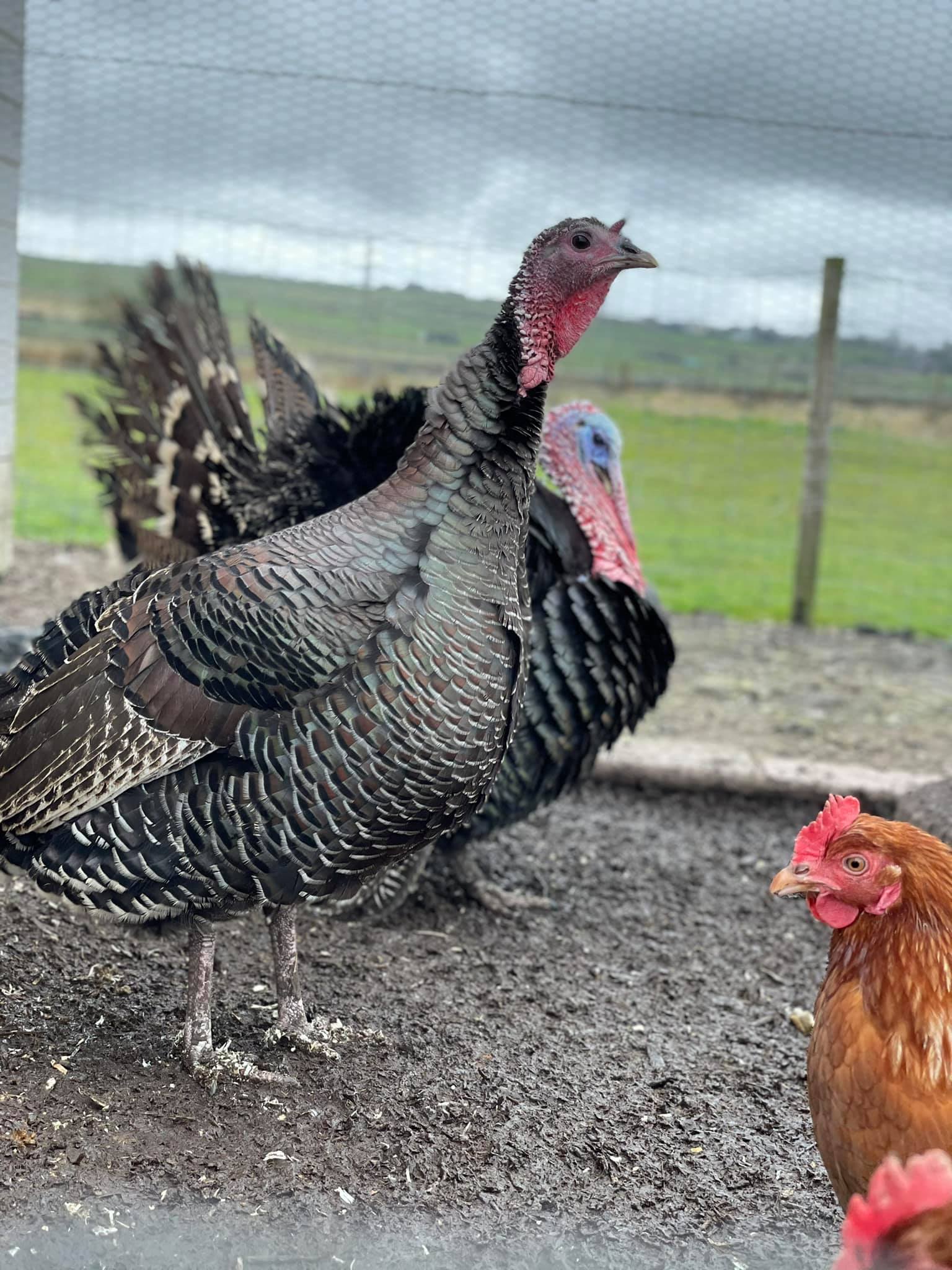 Photos from Emily's Mini Farm
