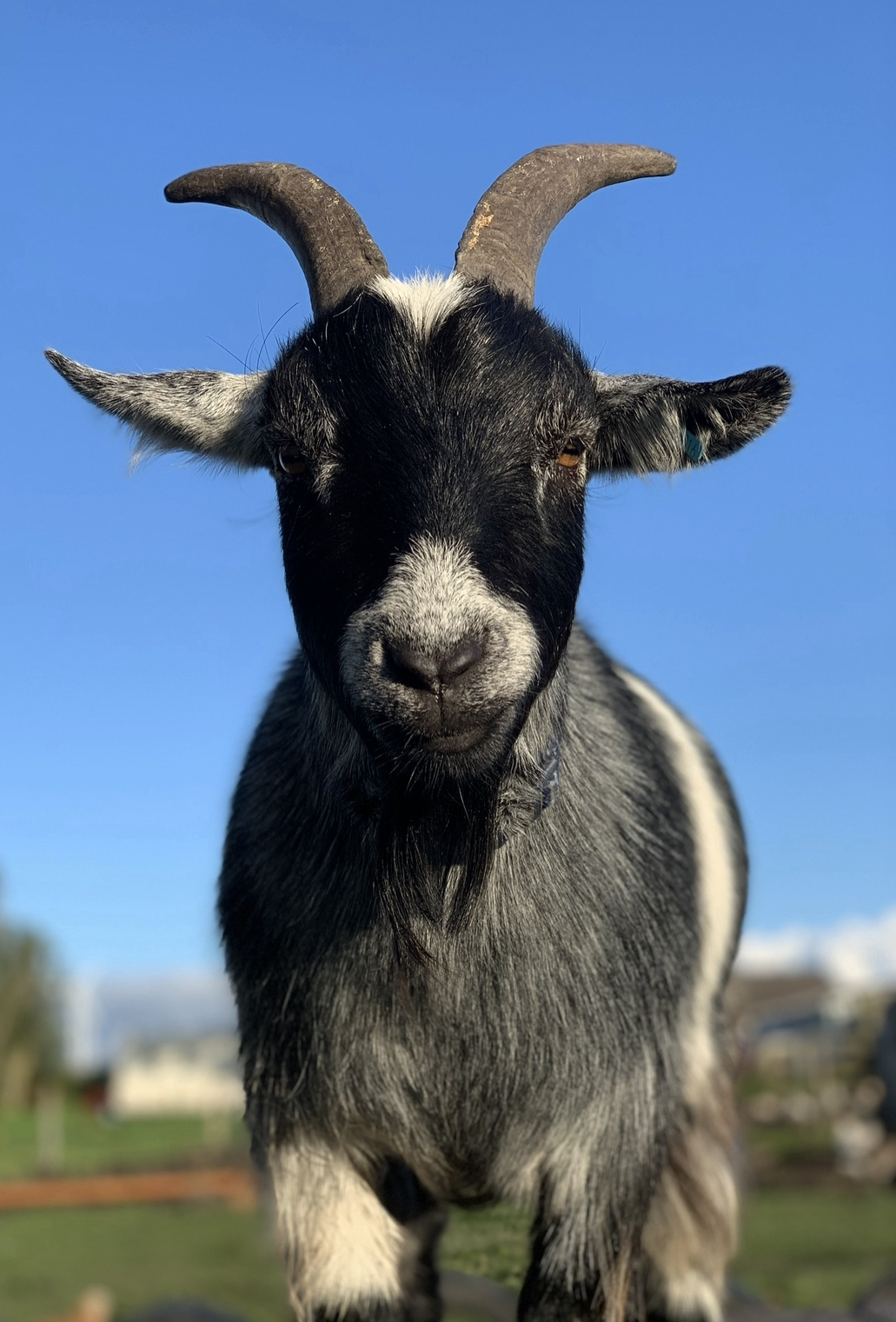 Photos from Emily's Mini Farm